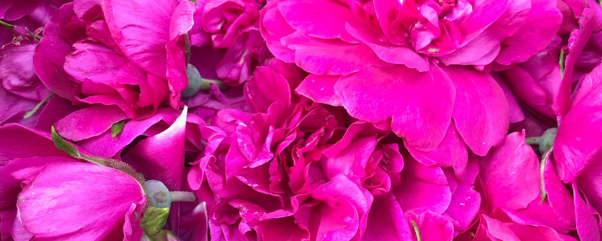 The Soothing, Healing, and Rejuvenating Qualities of Rose – Mae Botanicals